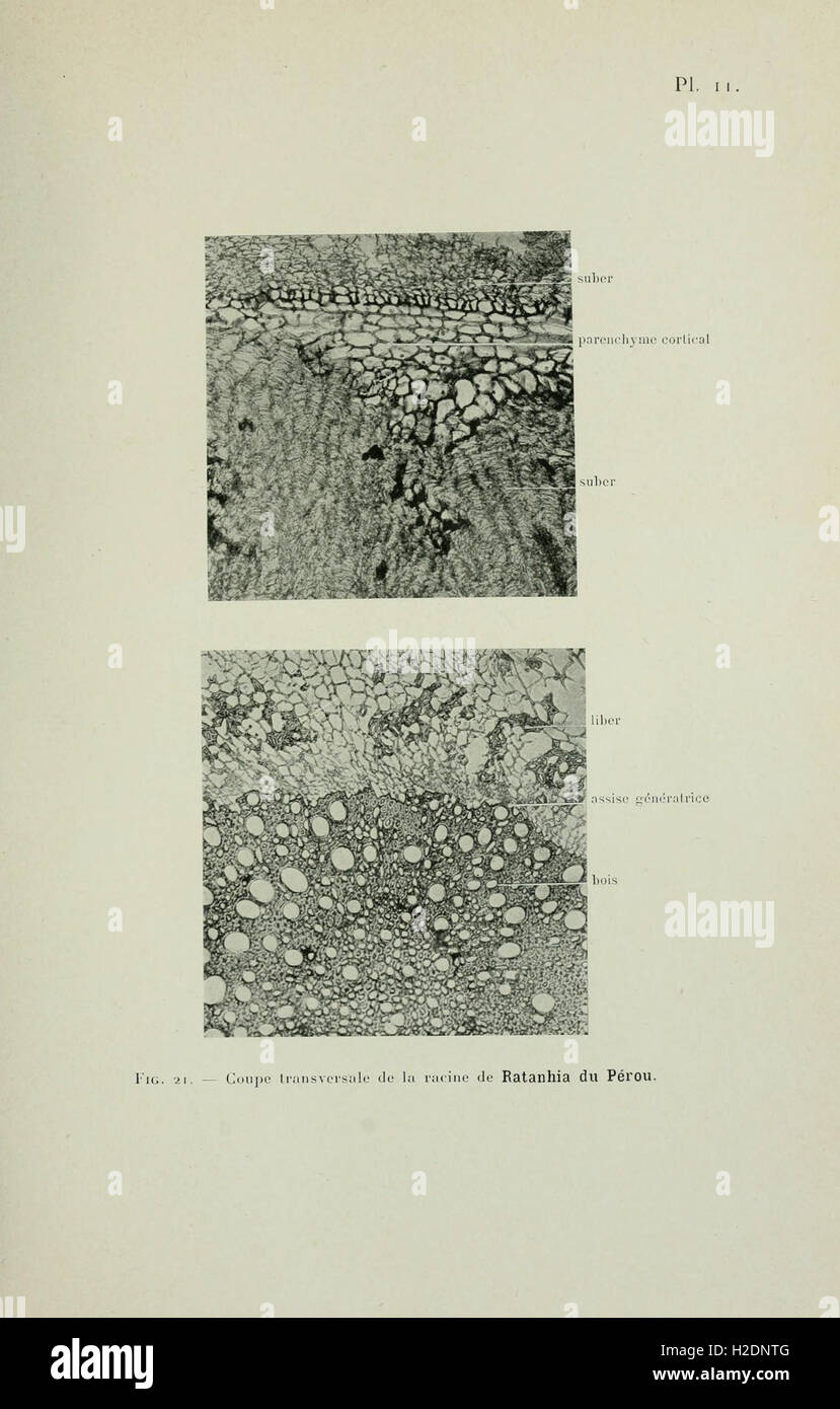Atlas de photomicrographie des plantes médicinales (Page 31 Stock Photo ...