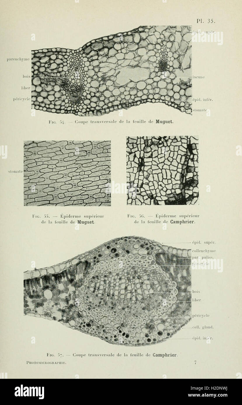 Showcasing various plant cells hi-res stock photography and images - Alamy