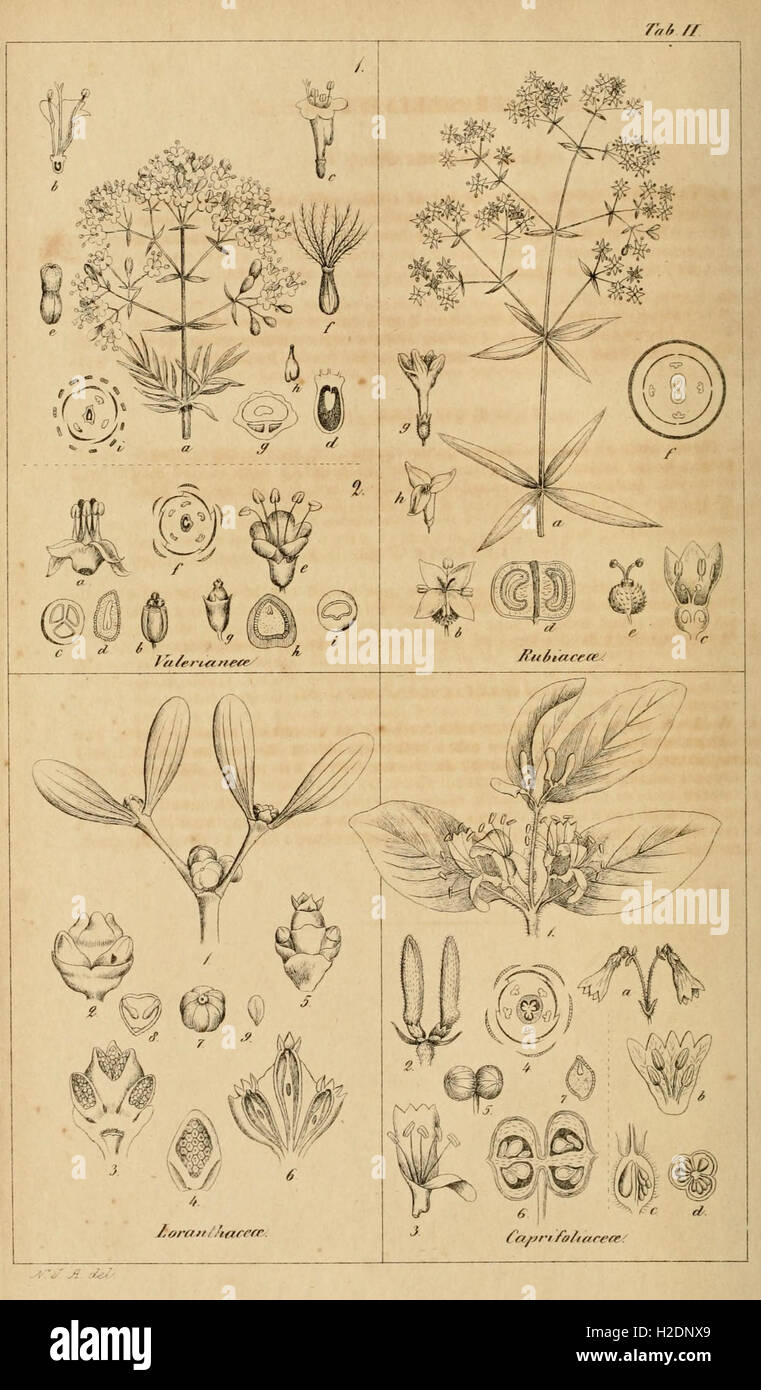 A botanical atlas classifying and illustrating plant families native to ...