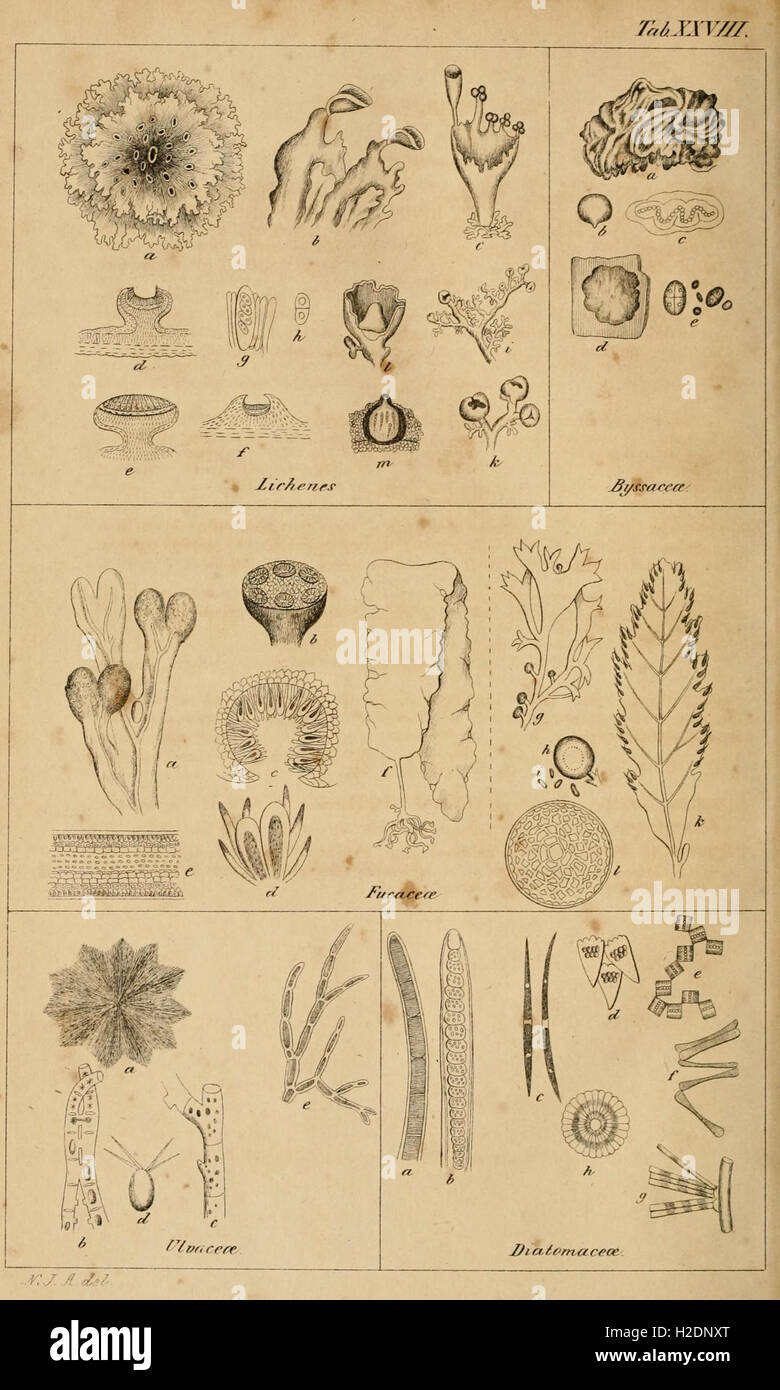 This atlas focuses on the natural families of Scandinavian flora ...