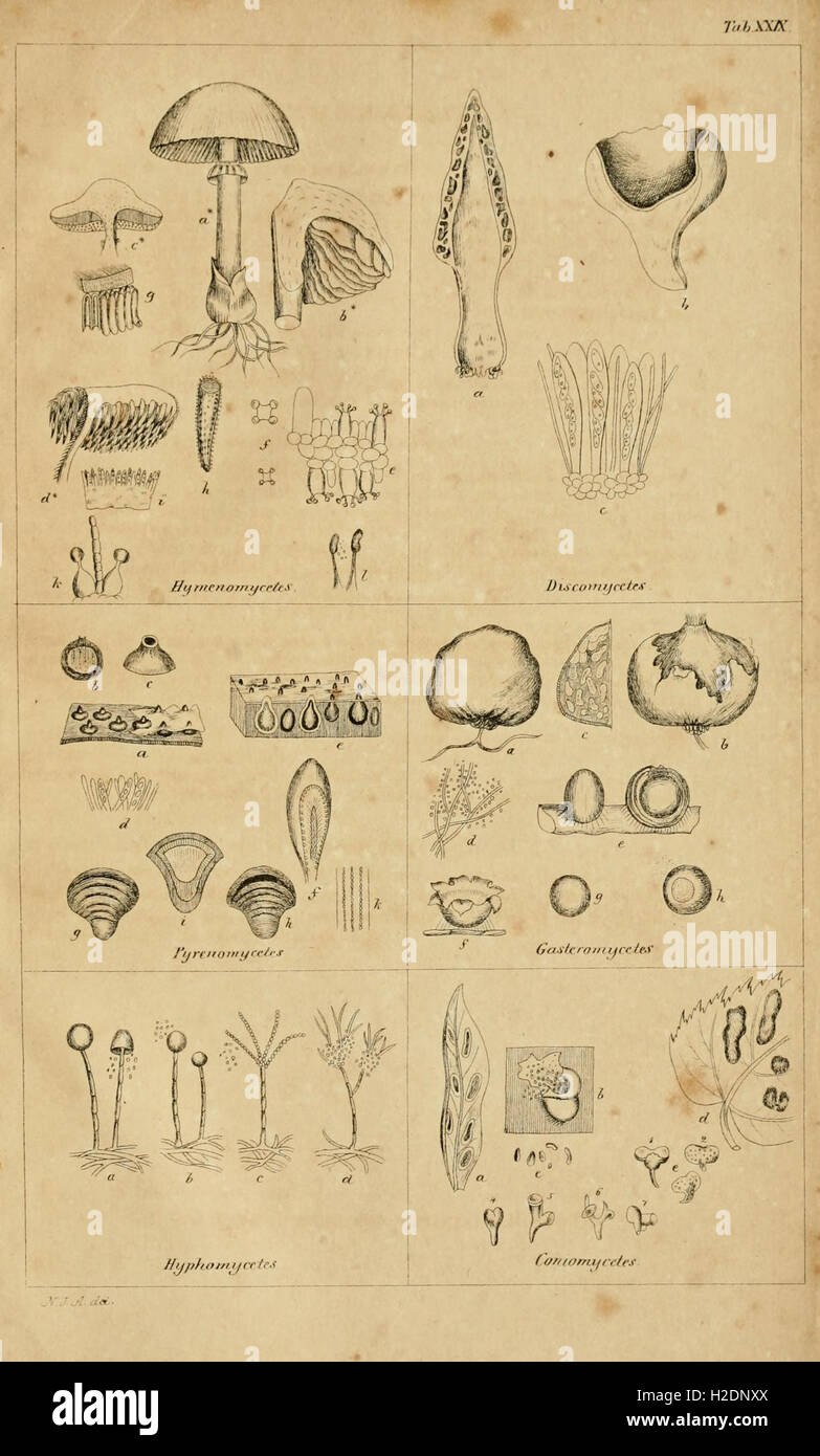 This atlas details the natural families of Scandinavian flora ...