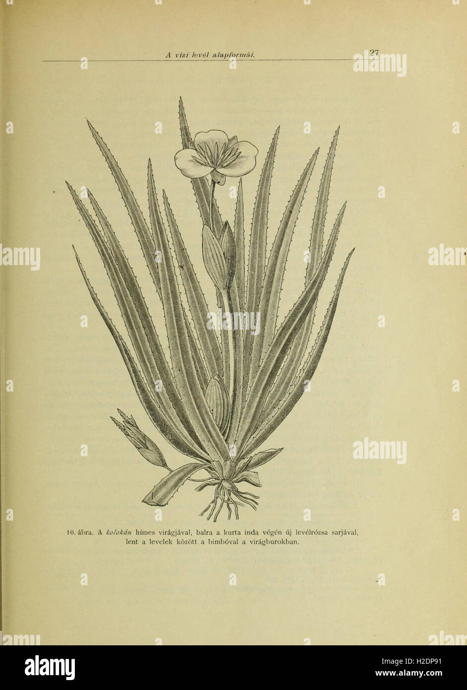 This study presents the plant geography and vascular plants of Lake ...