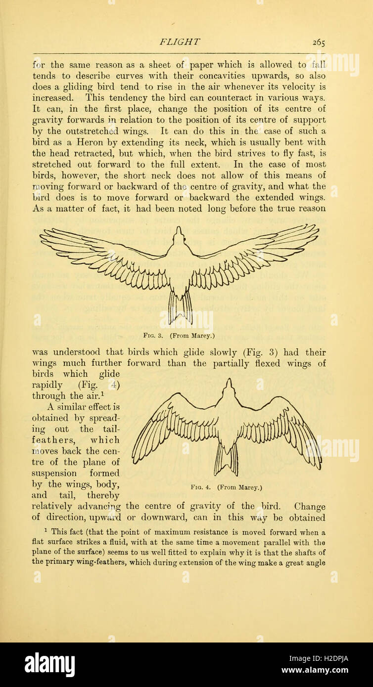 This comprehensive dictionary covers various bird species, detailing ...