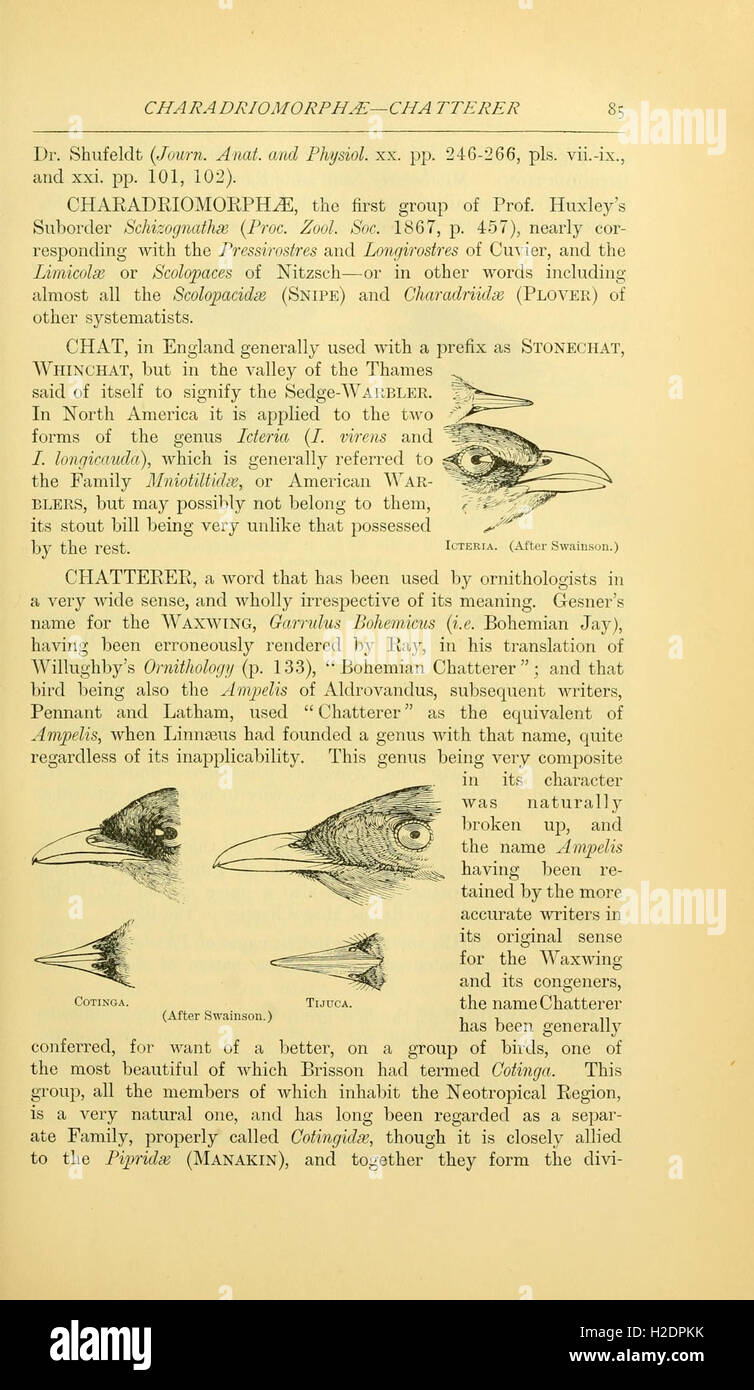 A dictionary of birds (Page 85 Stock Photo - Alamy