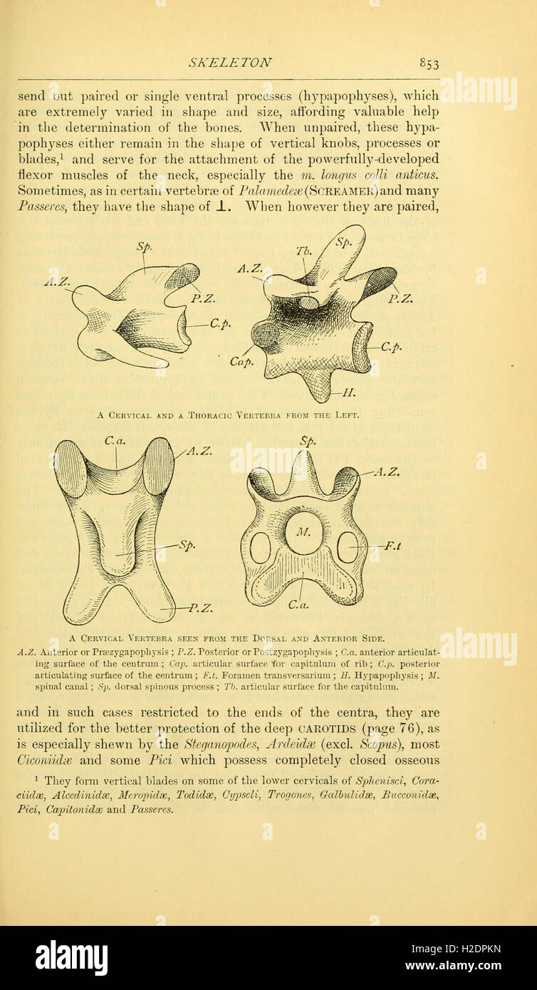 A reference book offering detailed information on various bird species ...