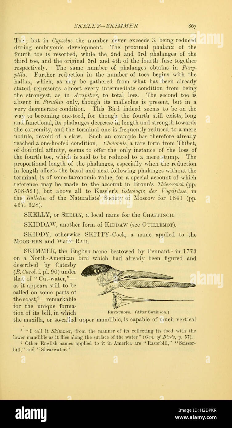 A dictionary of birds (Page 867 Stock Photo - Alamy