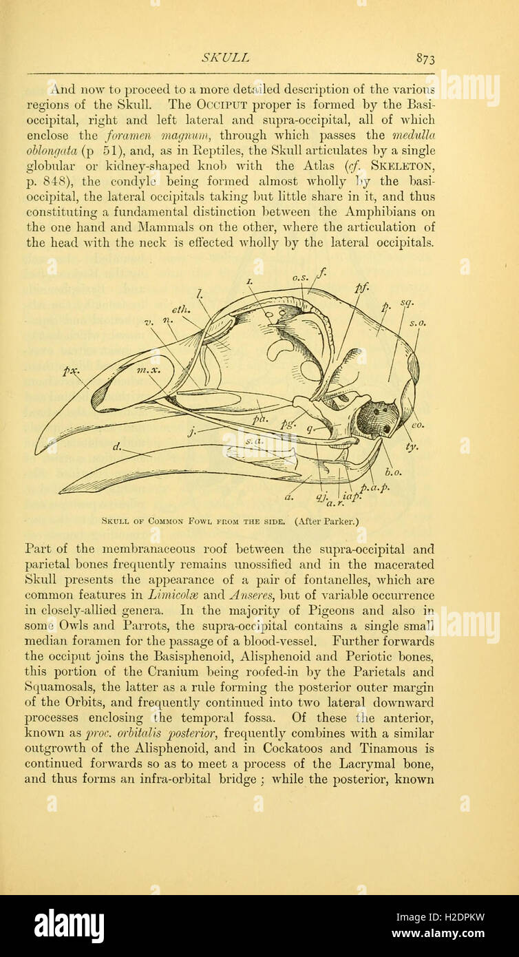 A comprehensive dictionary detailing various bird species, their ...