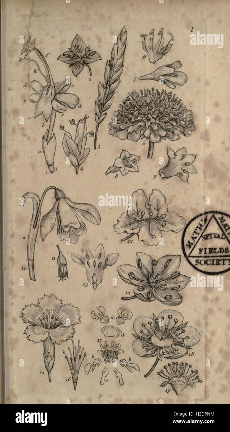 This Grammar Of Botany Introduces The Essential Principles Of Botany Using Illustrations To