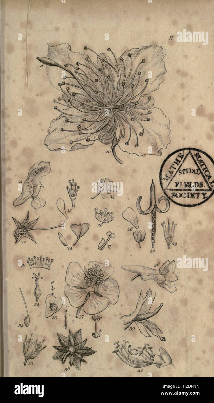 A grammar of botany (Plate II Stock Photo - Alamy