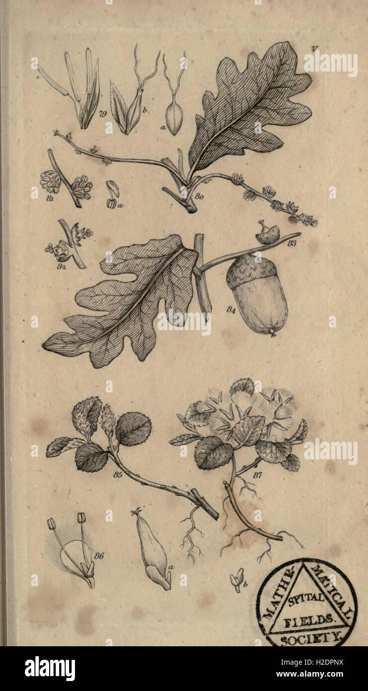 This botany work offers an in-depth look at plant morphology and ...