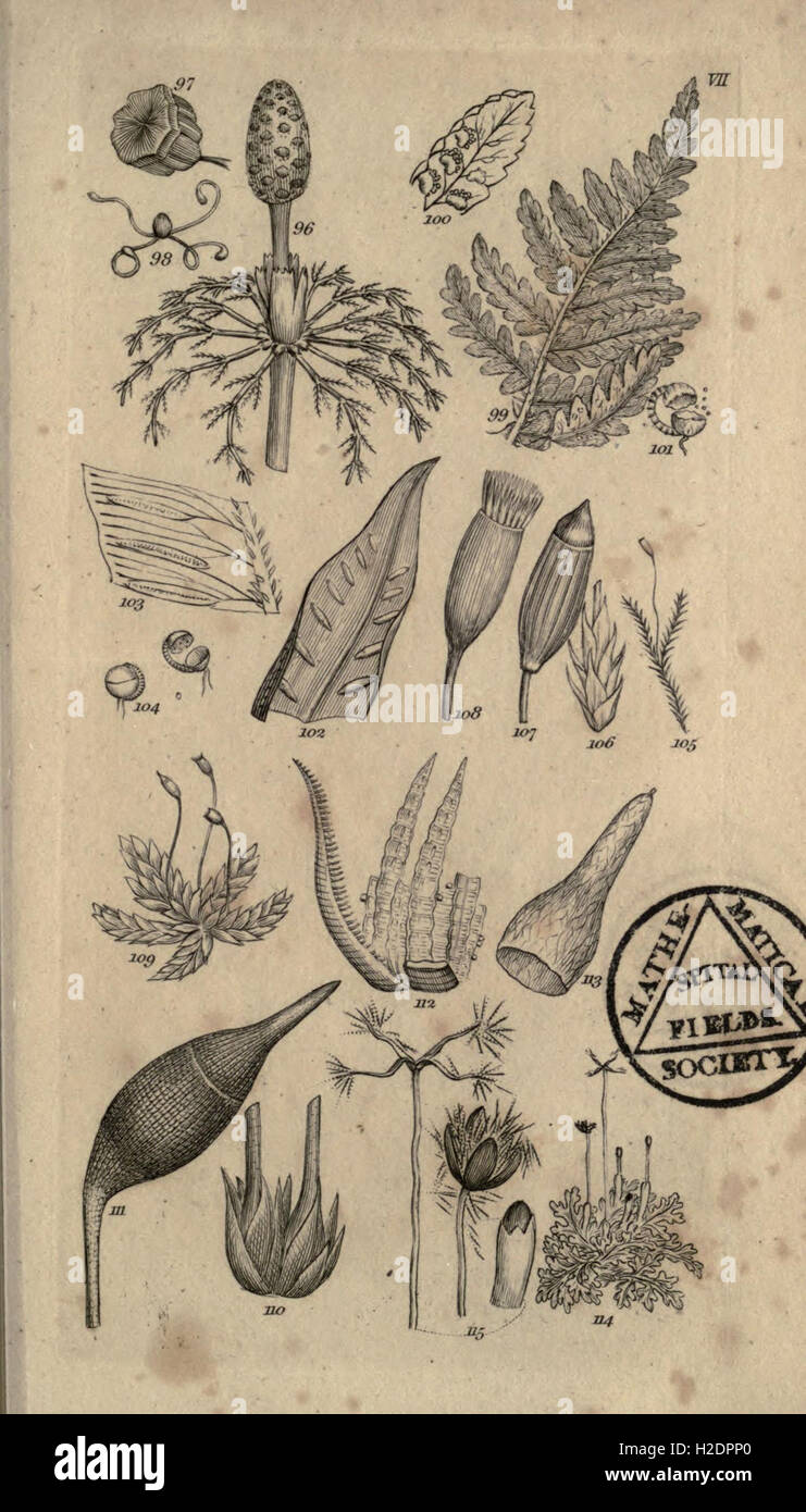 A grammar of botany (Plate VII Stock Photo - Alamy