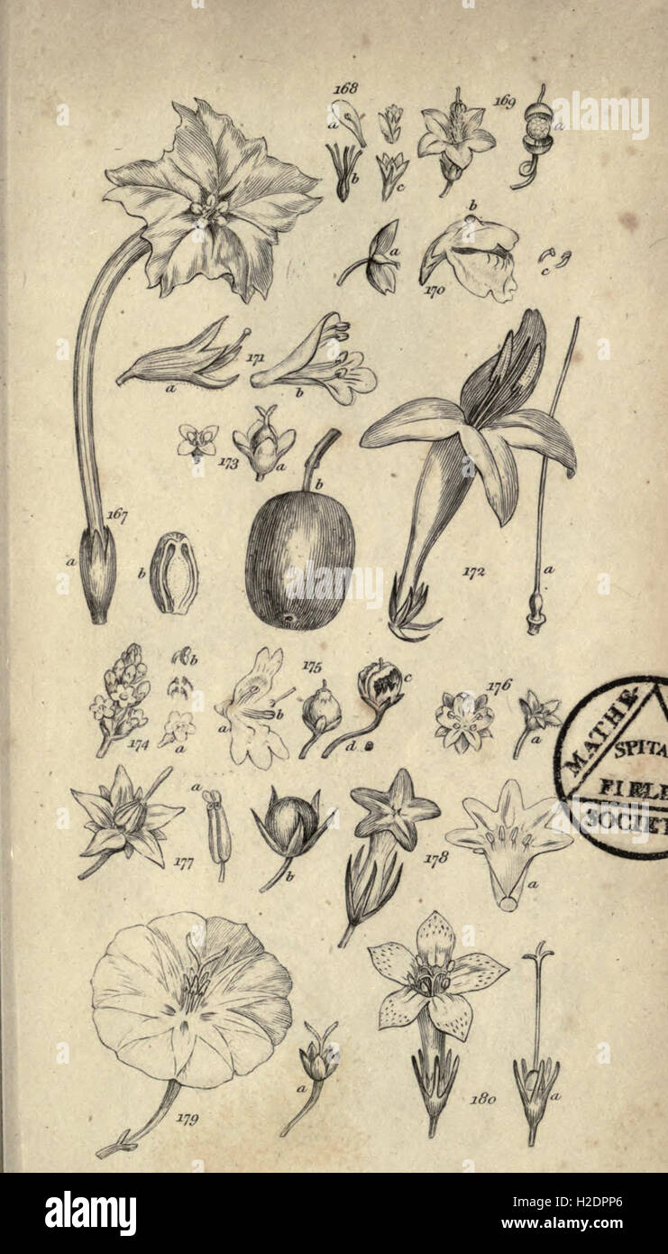 A grammar of botany (Plate XIV Stock Photo - Alamy