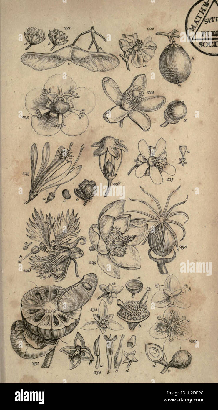 A grammar of botany (Plate XVIII Stock Photo - Alamy