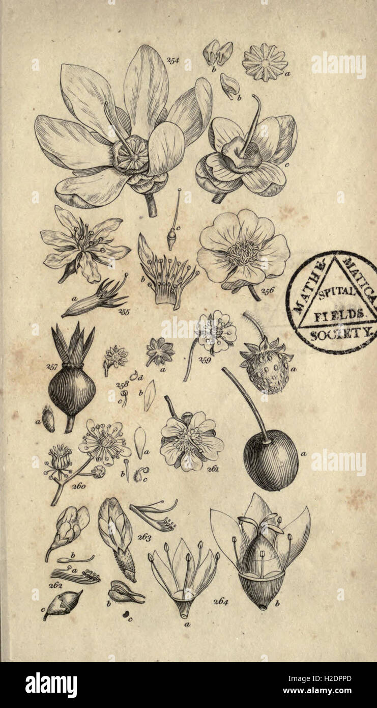 This work outlines the fundamental principles of botany, providing a ...