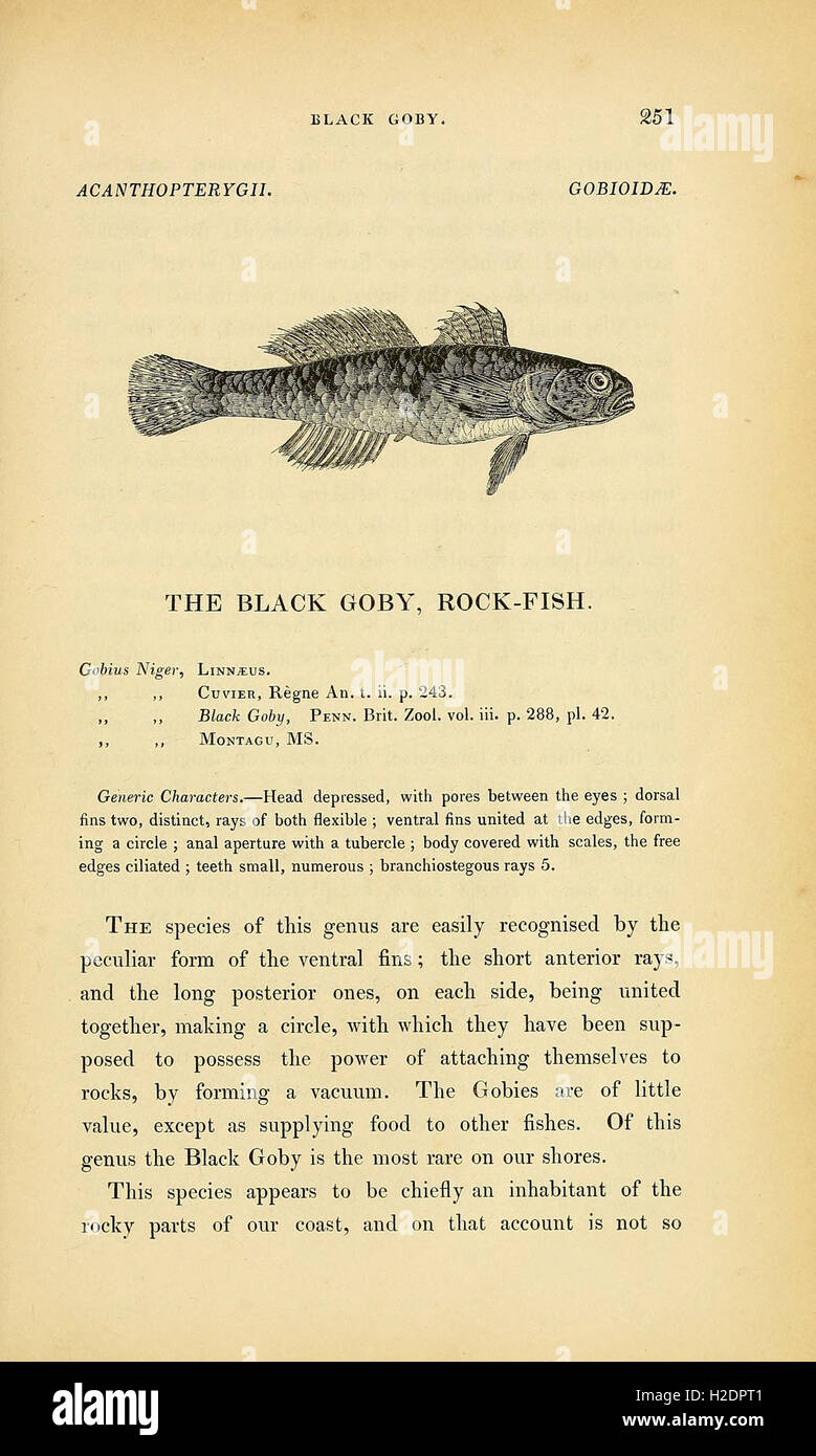 'A History of British Fishes' provides an account of the fish species ...