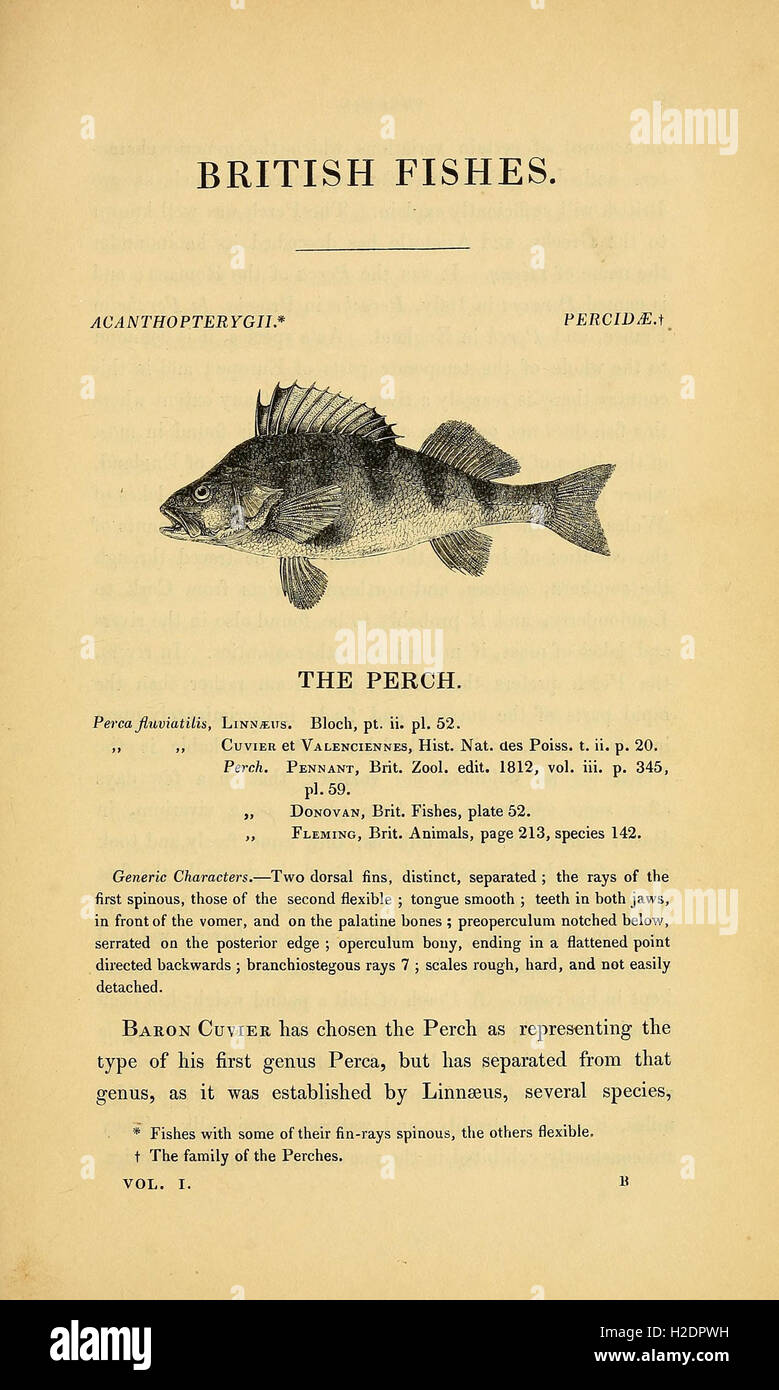 Uk fish species identification hi-res stock photography and images - Alamy