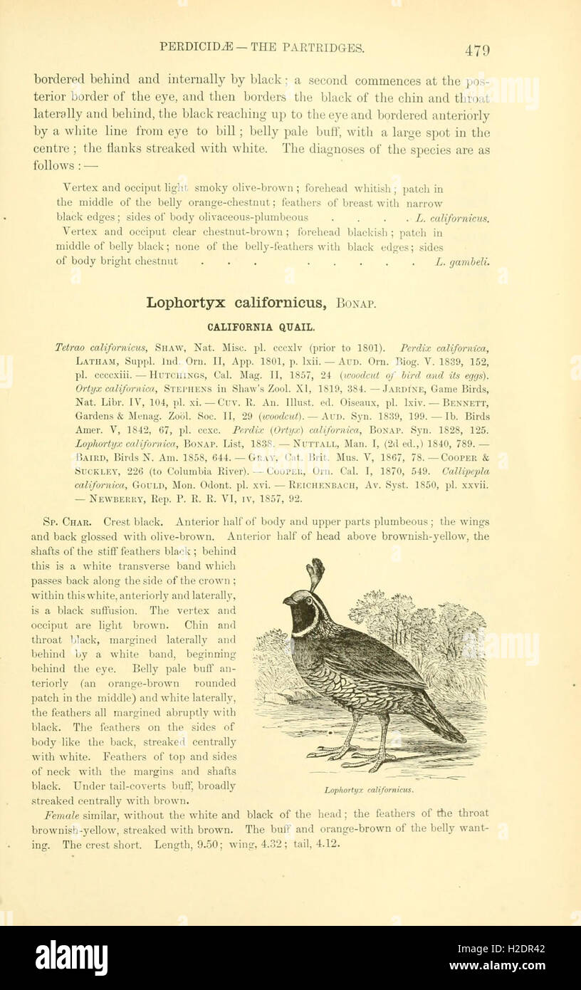 A comprehensive history of bird species in North America, detailing ...