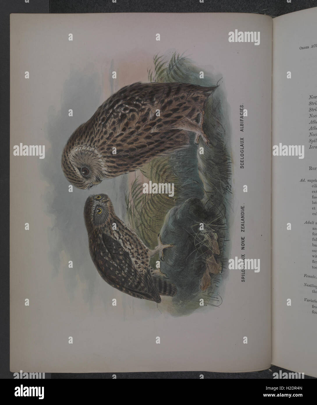 This book details the history of bird species native to New Zealand ...