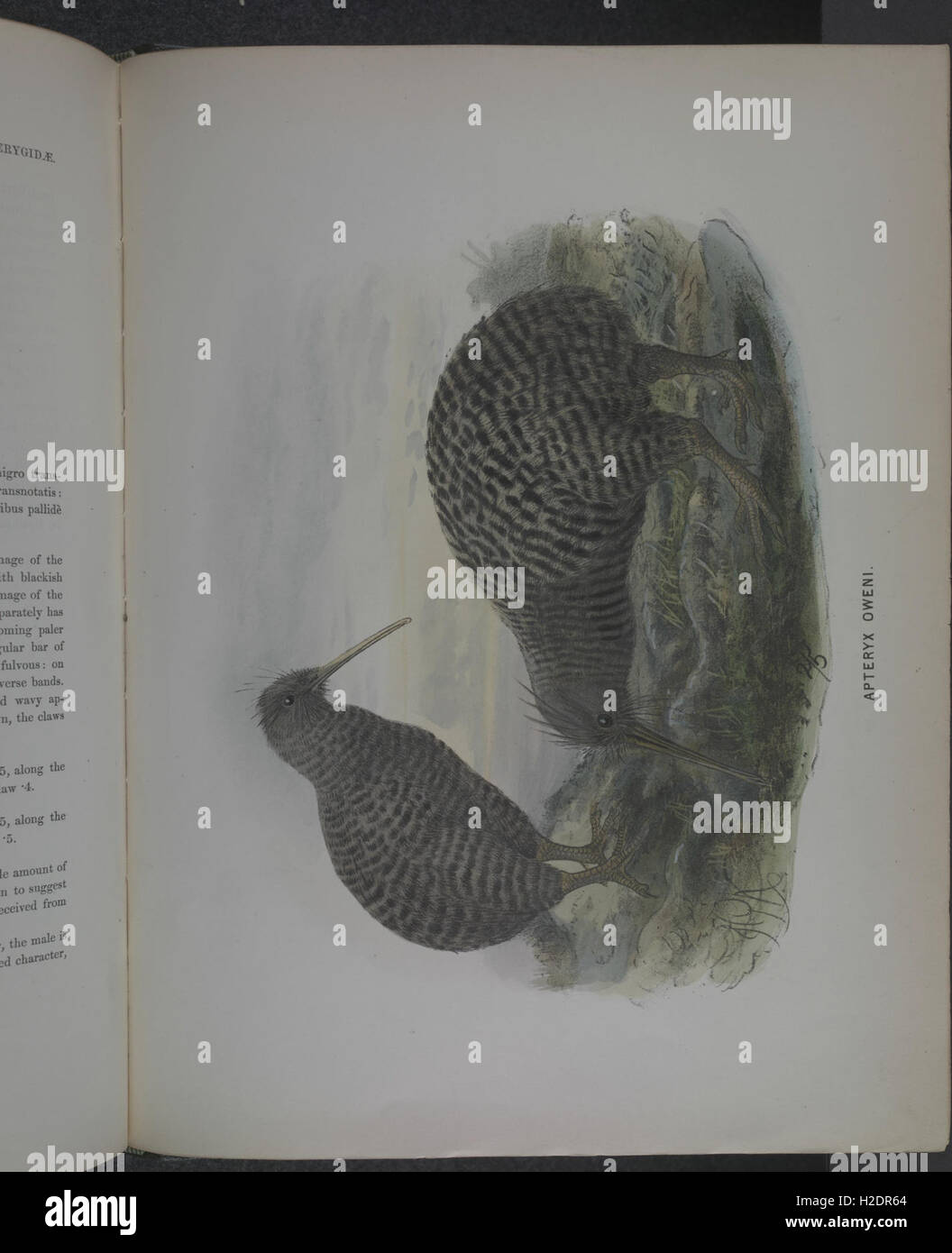 This historical text offers a detailed overview of the bird species ...