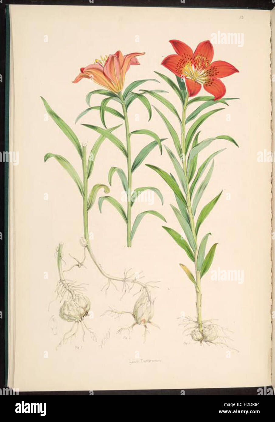 This monograph provides a comprehensive study of the genus *Lilium ...