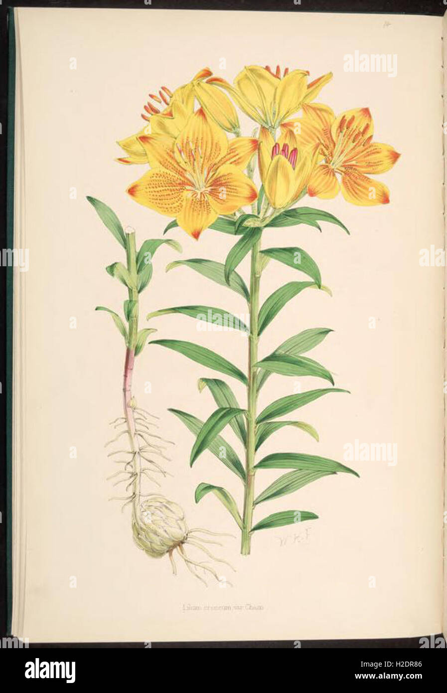 A detailed study of the genus *Lilium*, which includes various species ...