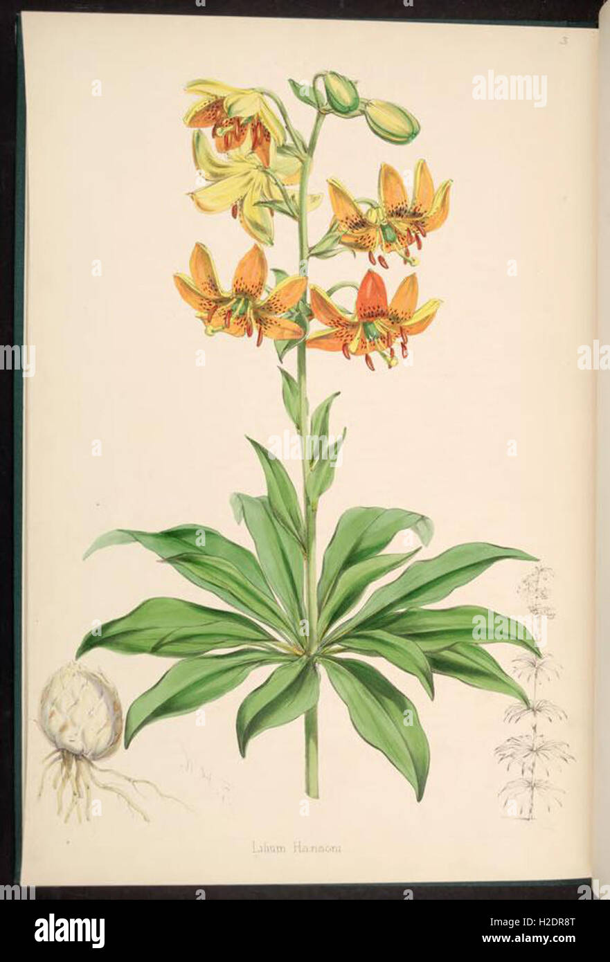 This monograph provides a detailed description and classification of ...