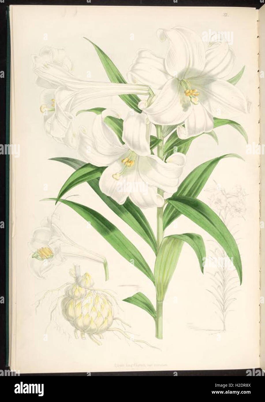 This monograph presents an in-depth study of the Lilium genus ...
