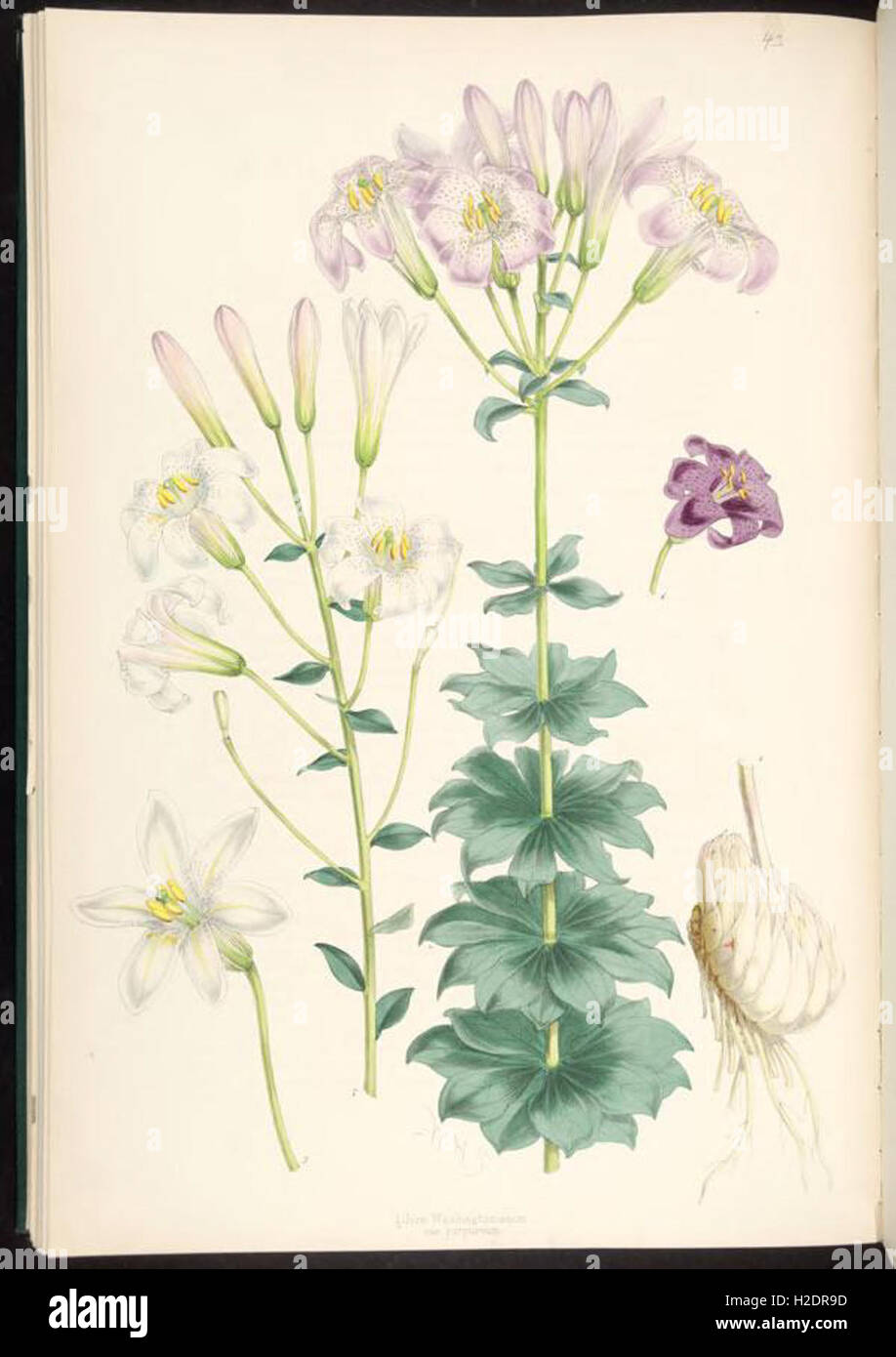 This monograph offers detailed descriptions and illustrations of the ...