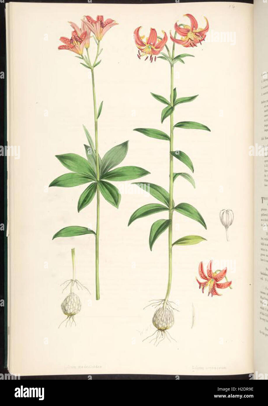 This monograph on the genus Lilium provides comprehensive illustrations ...