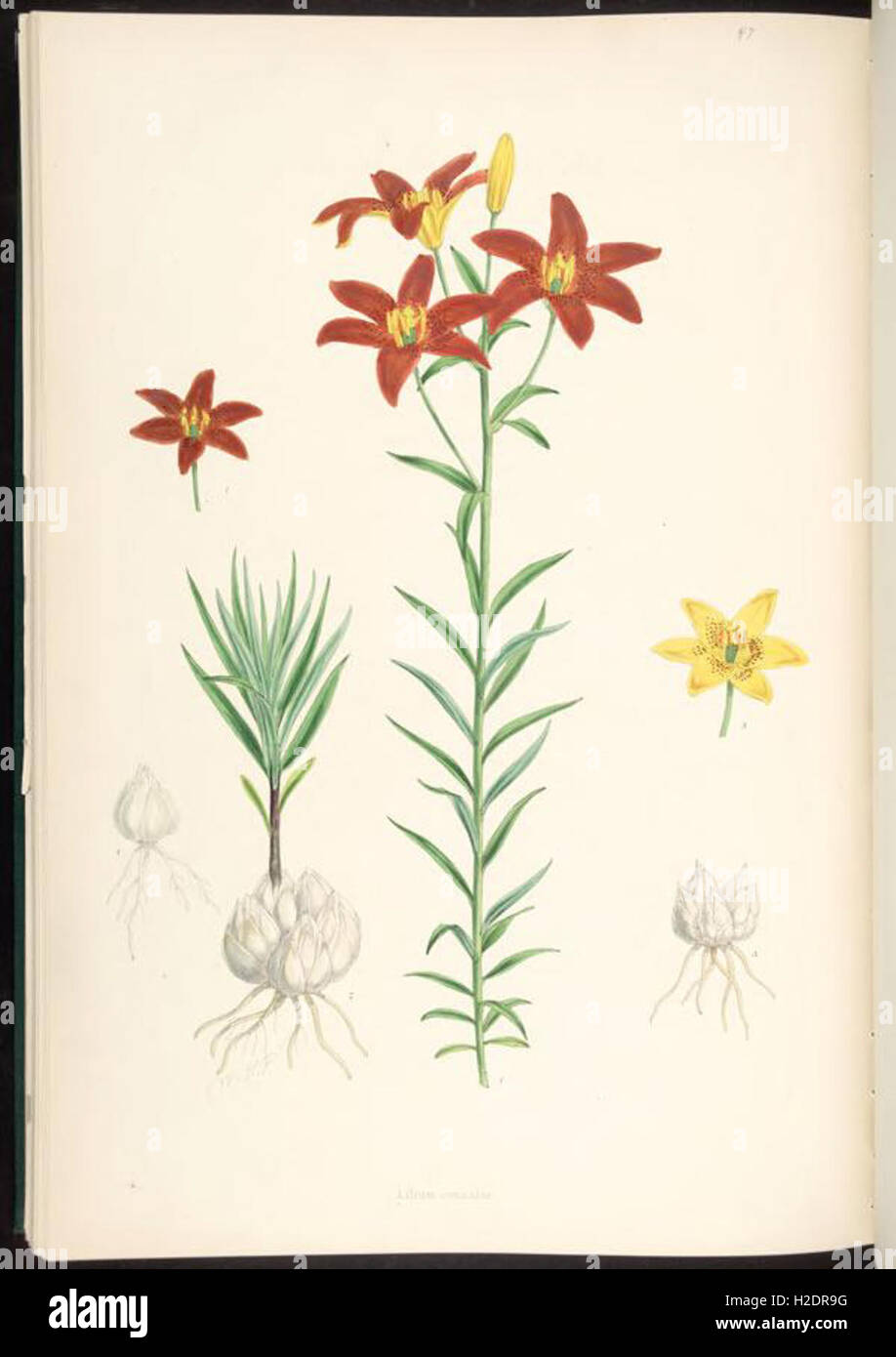 A detailed study on the genus Lilium, including in-depth descriptions ...