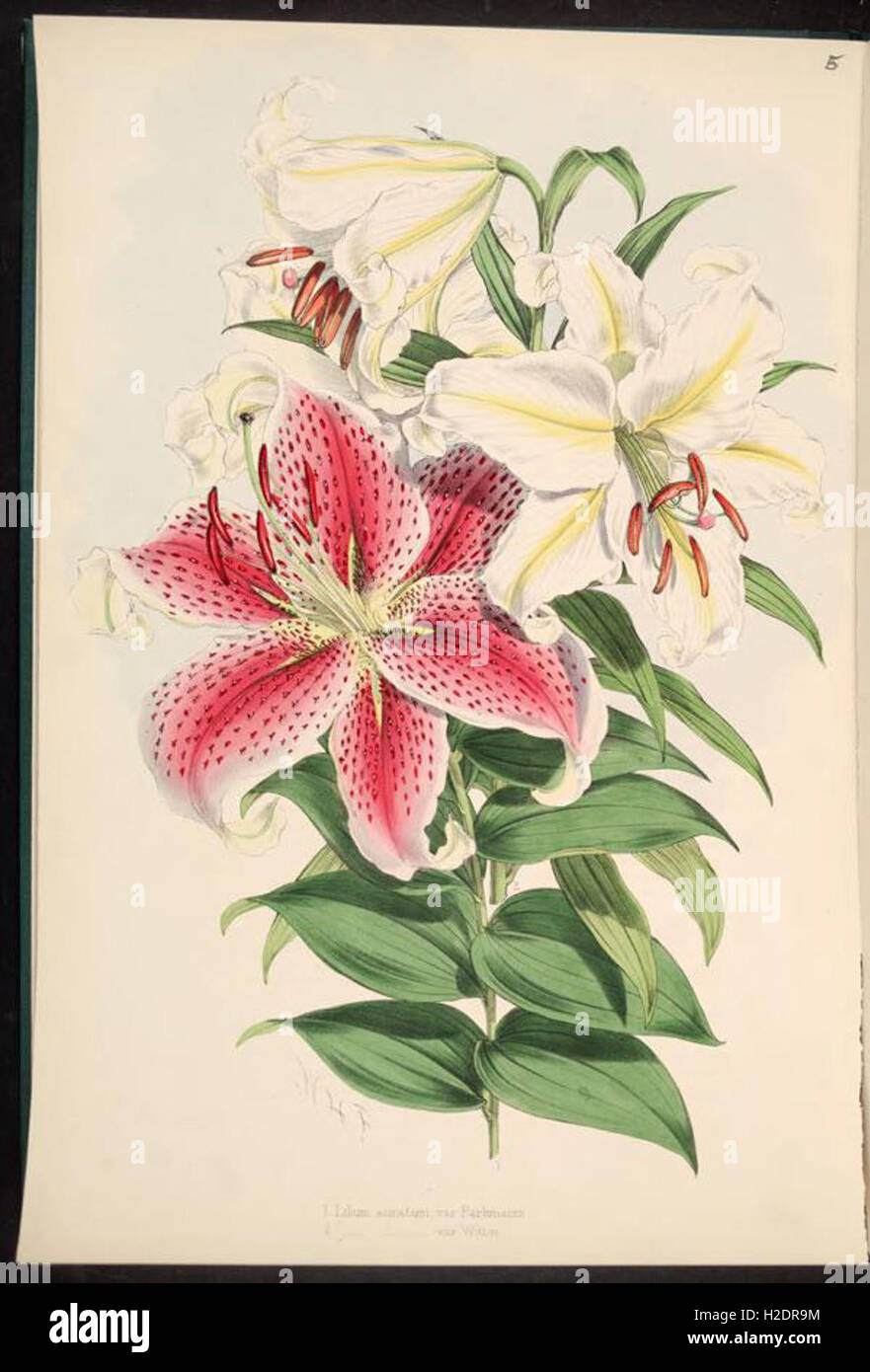 This monograph explores the genus Lilium, providing in-depth analysis ...