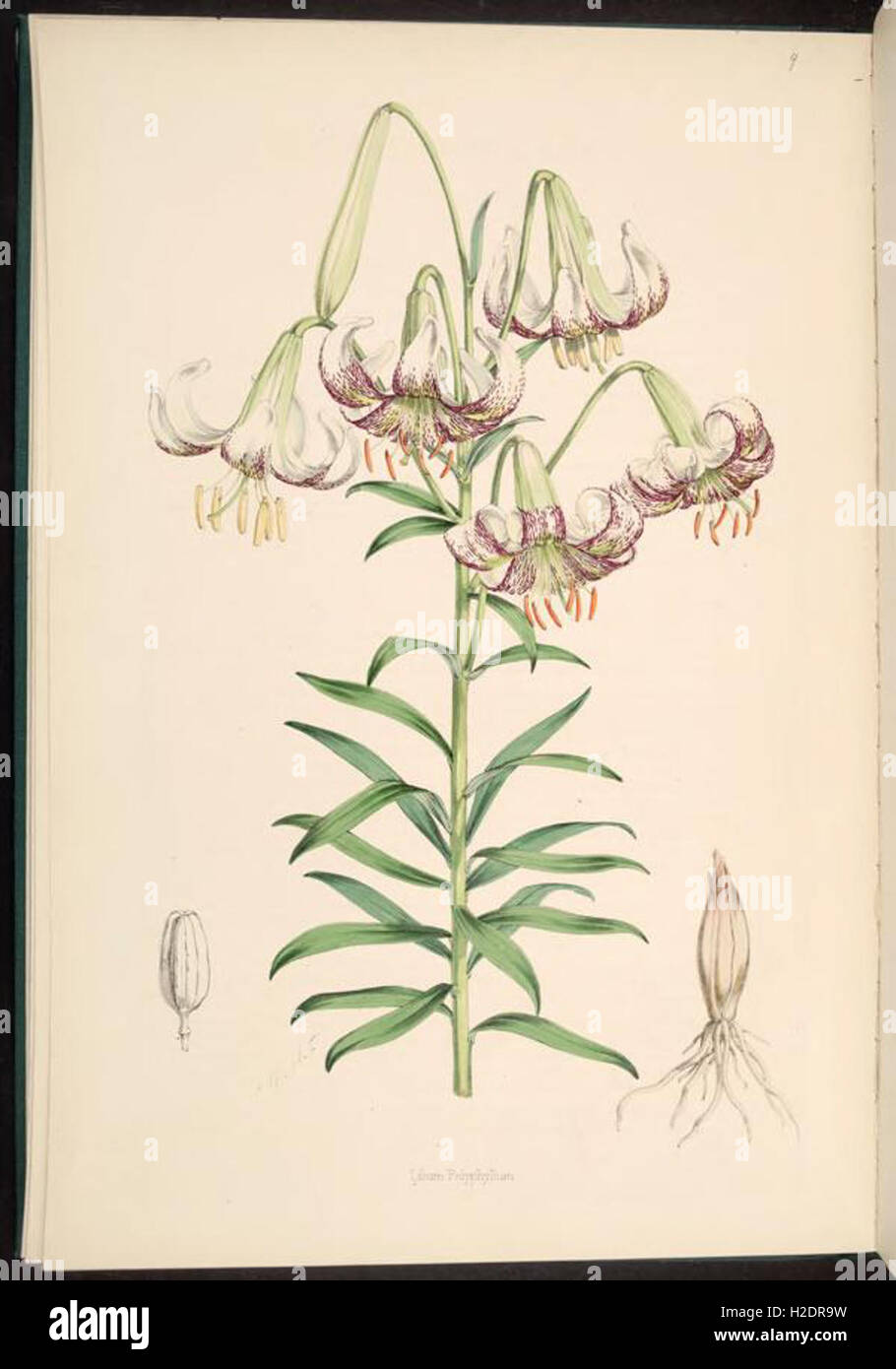 A detailed monograph on the genus Lilium, covering species descriptions ...