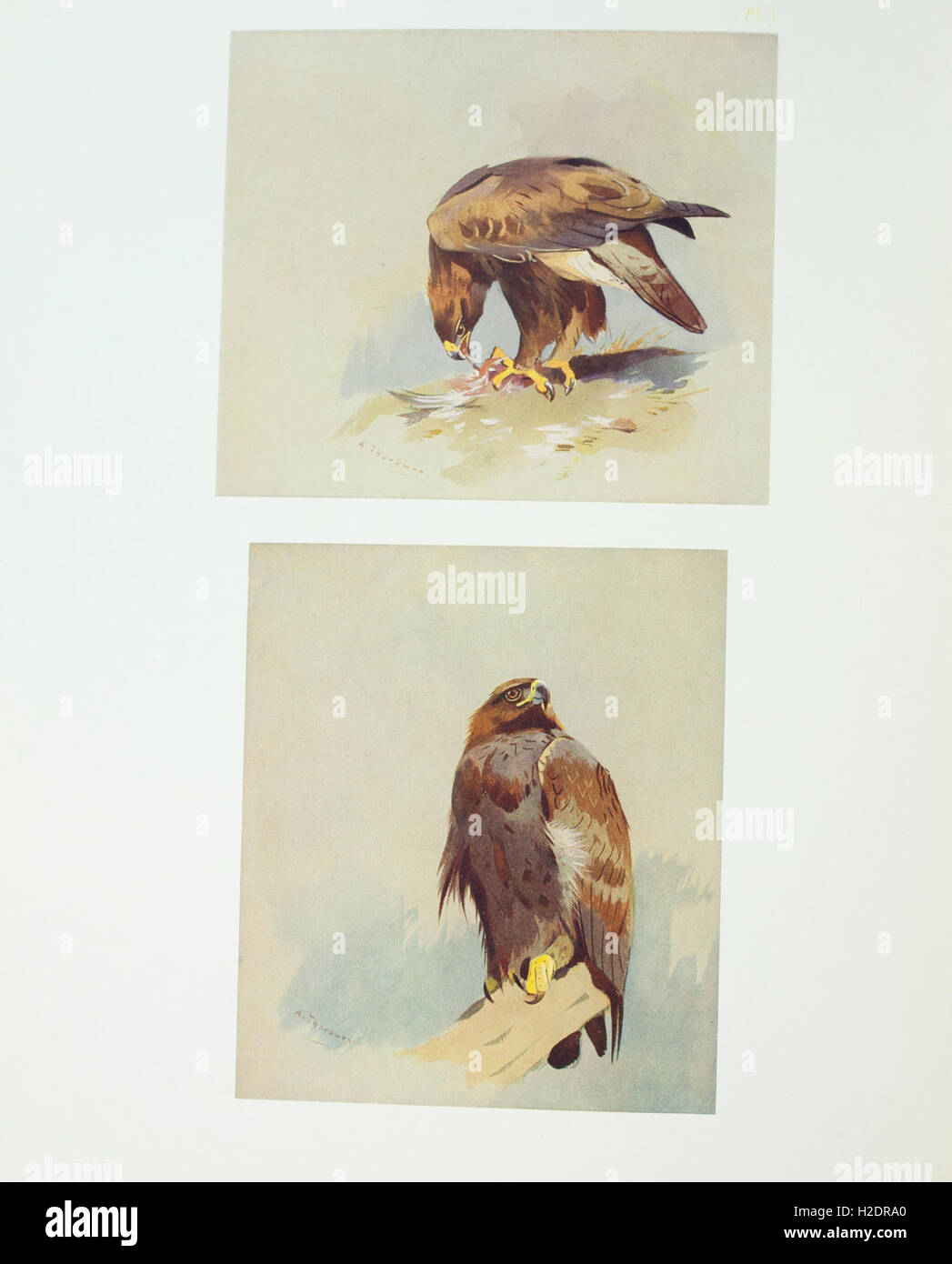 'A Naturalist's Sketch Book' offers detailed illustrations of various ...