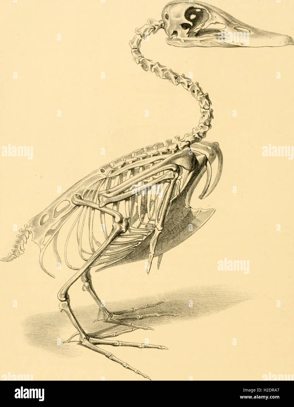 A monograph detailing the species, behaviors, and classification of ...