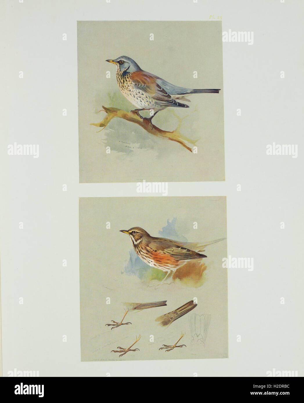This plate from 'A Naturalist's Sketchbook' features detailed sketches ...