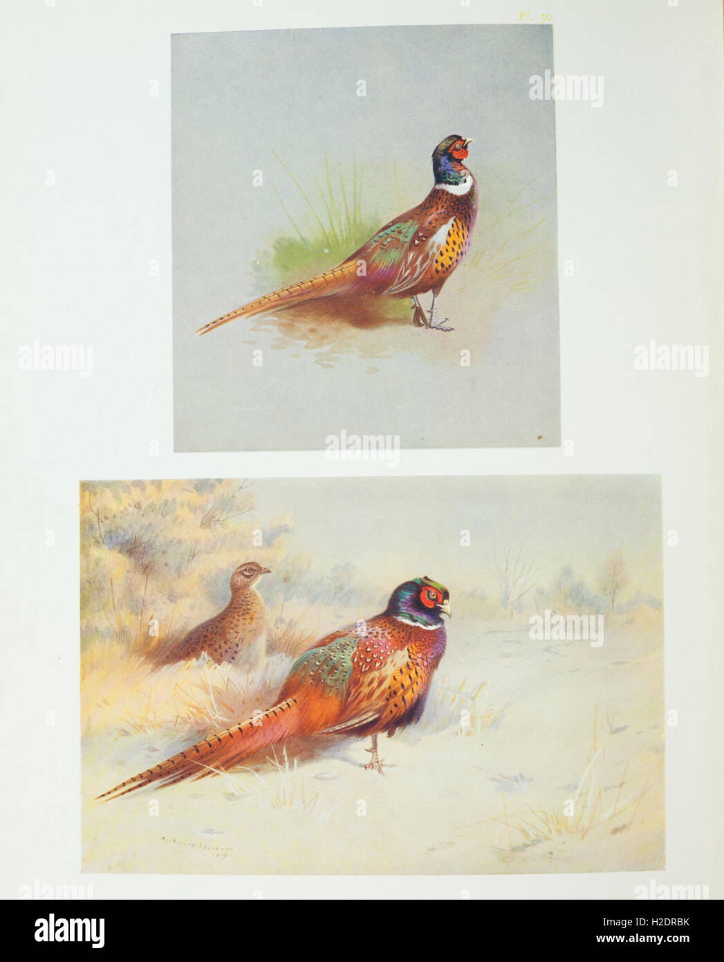 This sketchbook captures the detailed illustrations and observations of ...