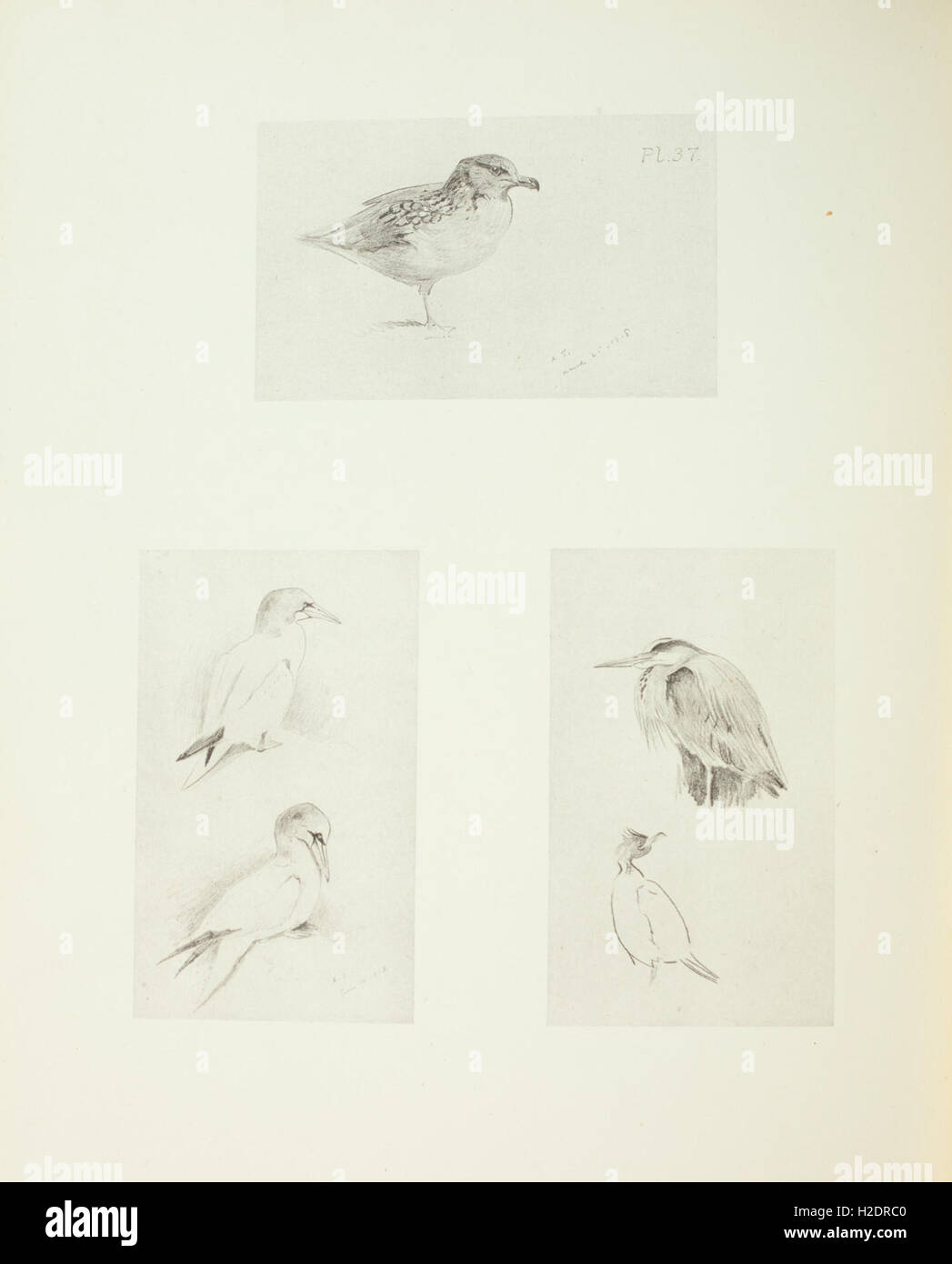 Artistic depictions of various plant features hi-res stock photography ...