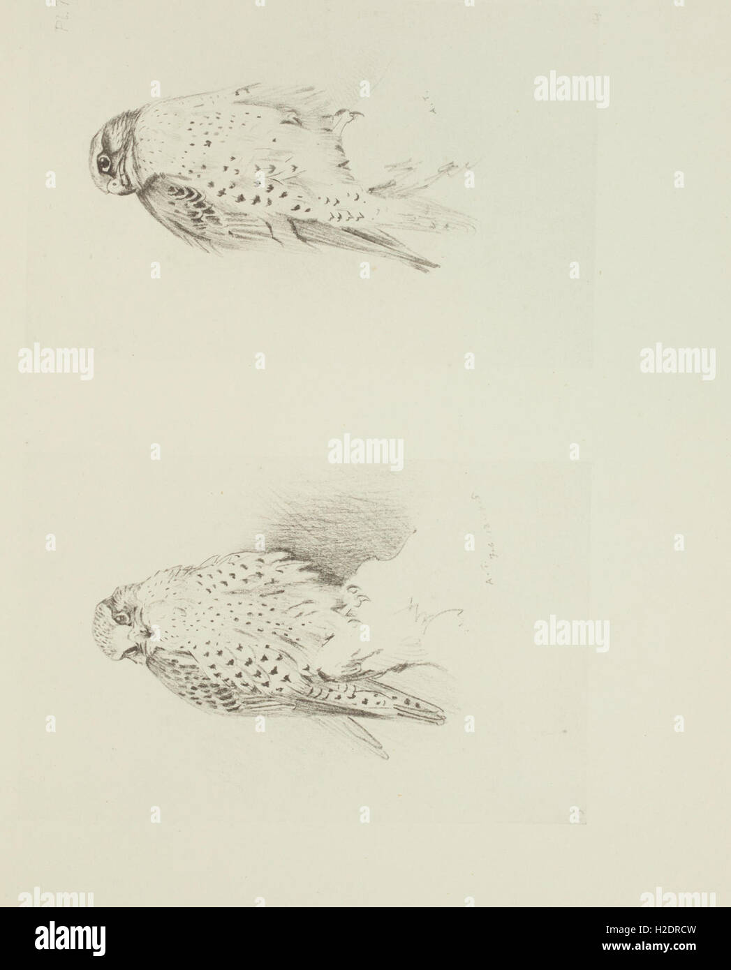 An illustrated sketchbook showcasing detailed drawings of various ...