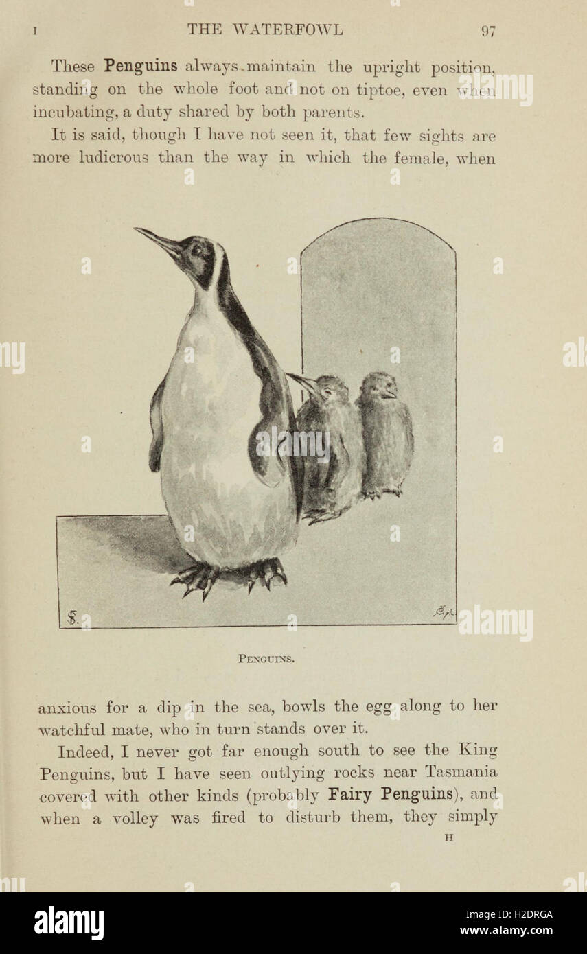 This sketch outlines Australia's diverse flora and fauna, highlighting ...