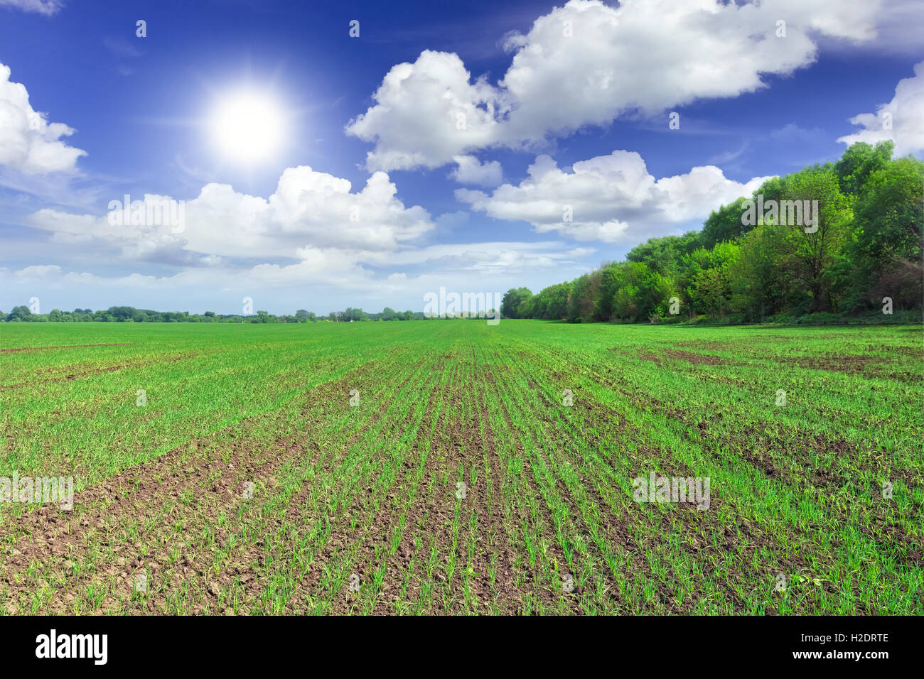 Row of wheat hi-res stock photography and images - Alamy