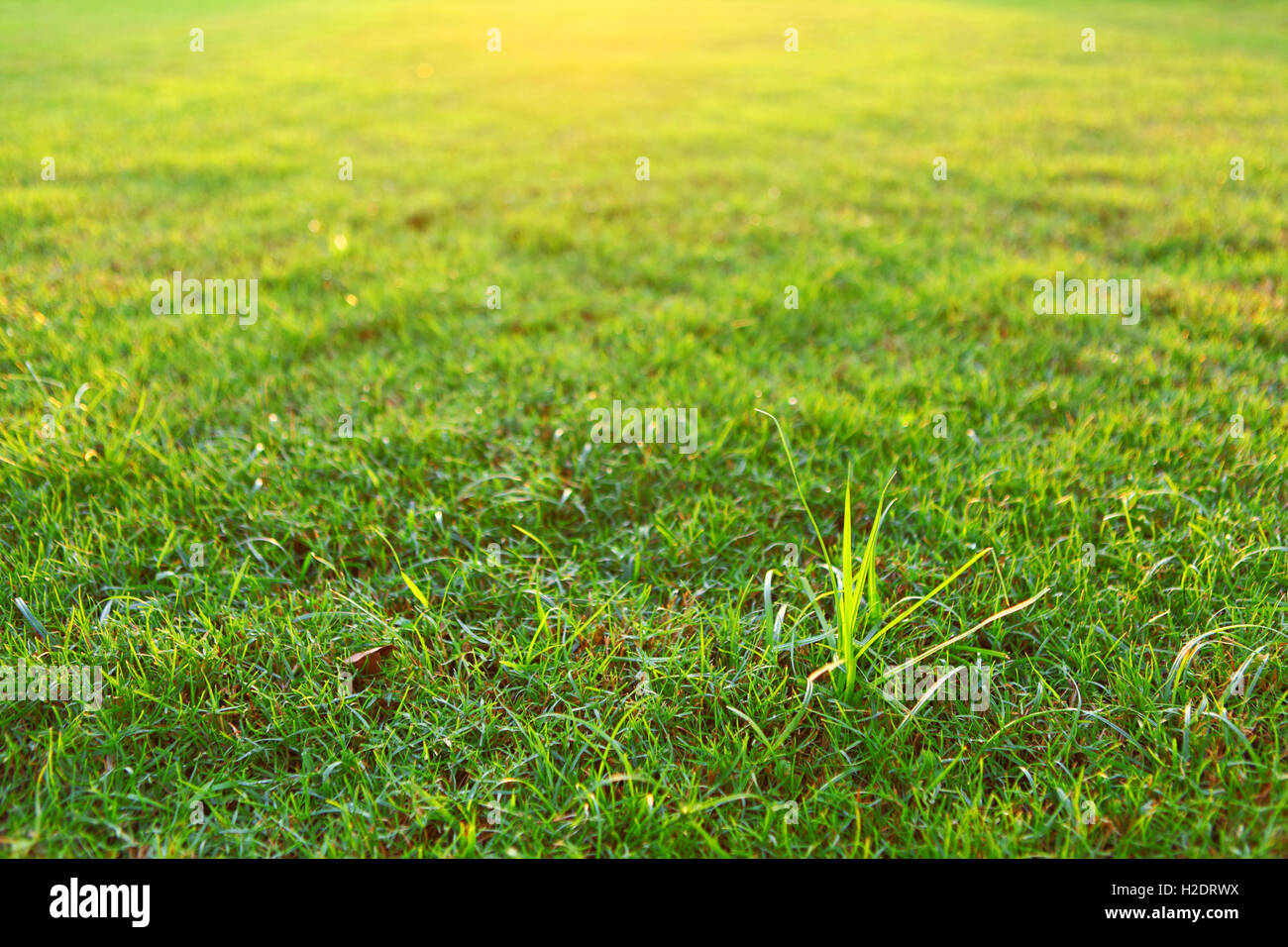Green lawn with sunlight Stock Photo - Alamy