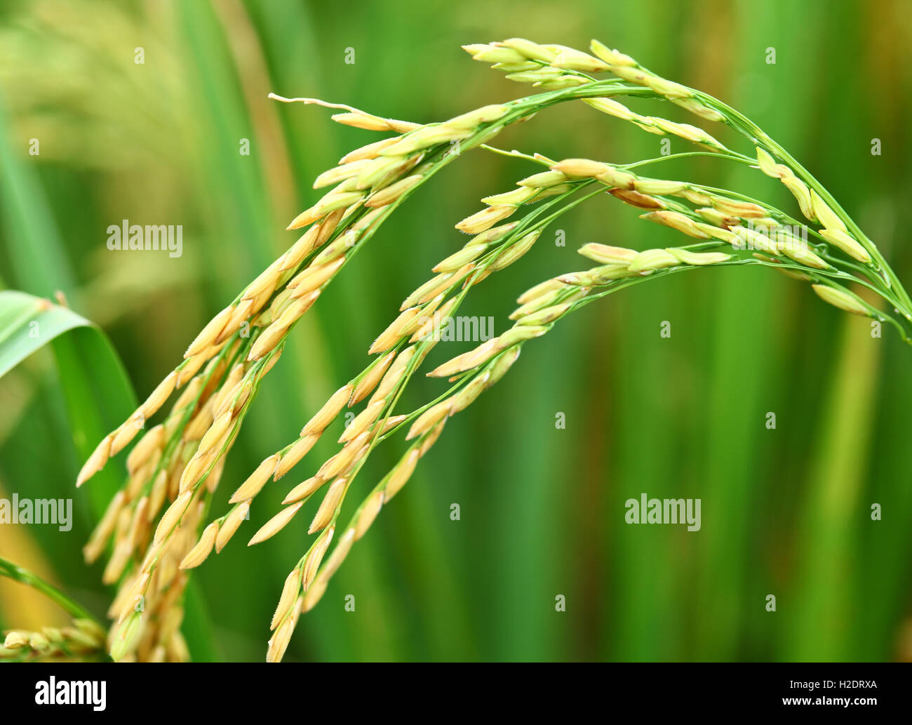 Paddy rice plant Stock Photo - Alamy