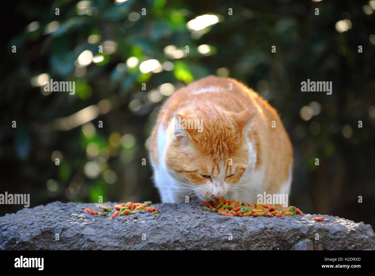 Street cat feeding Stock Photo - Alamy