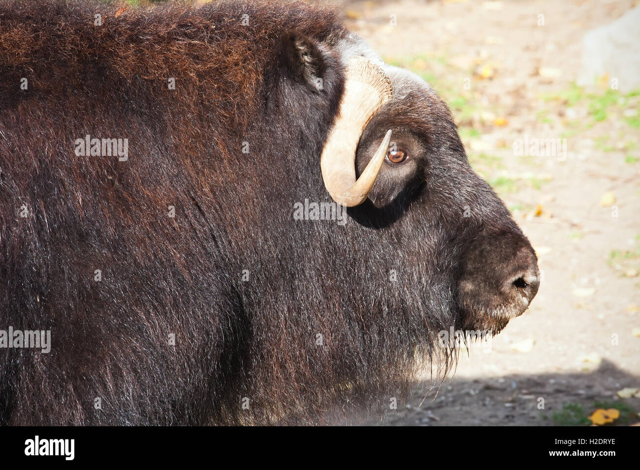 Fauna muskox hi-res stock photography and images - Alamy
