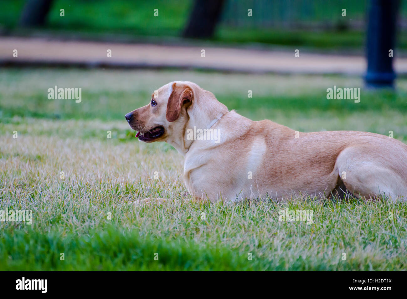 A Brown labrador in a grass field Stock Photo - Alamy