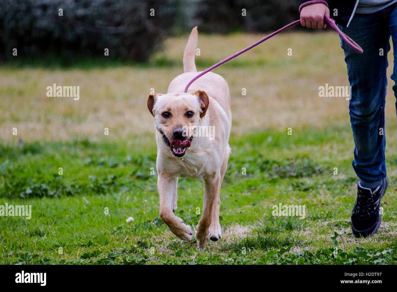 Pedigree.Pet.A Brown labrador running with a boy in a grass fiel Stock ...