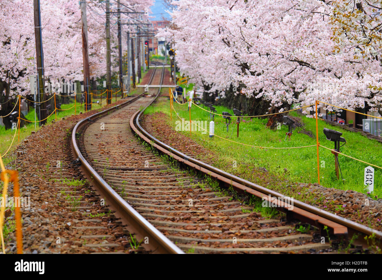 Sakura tree and train track Stock Photo - Alamy