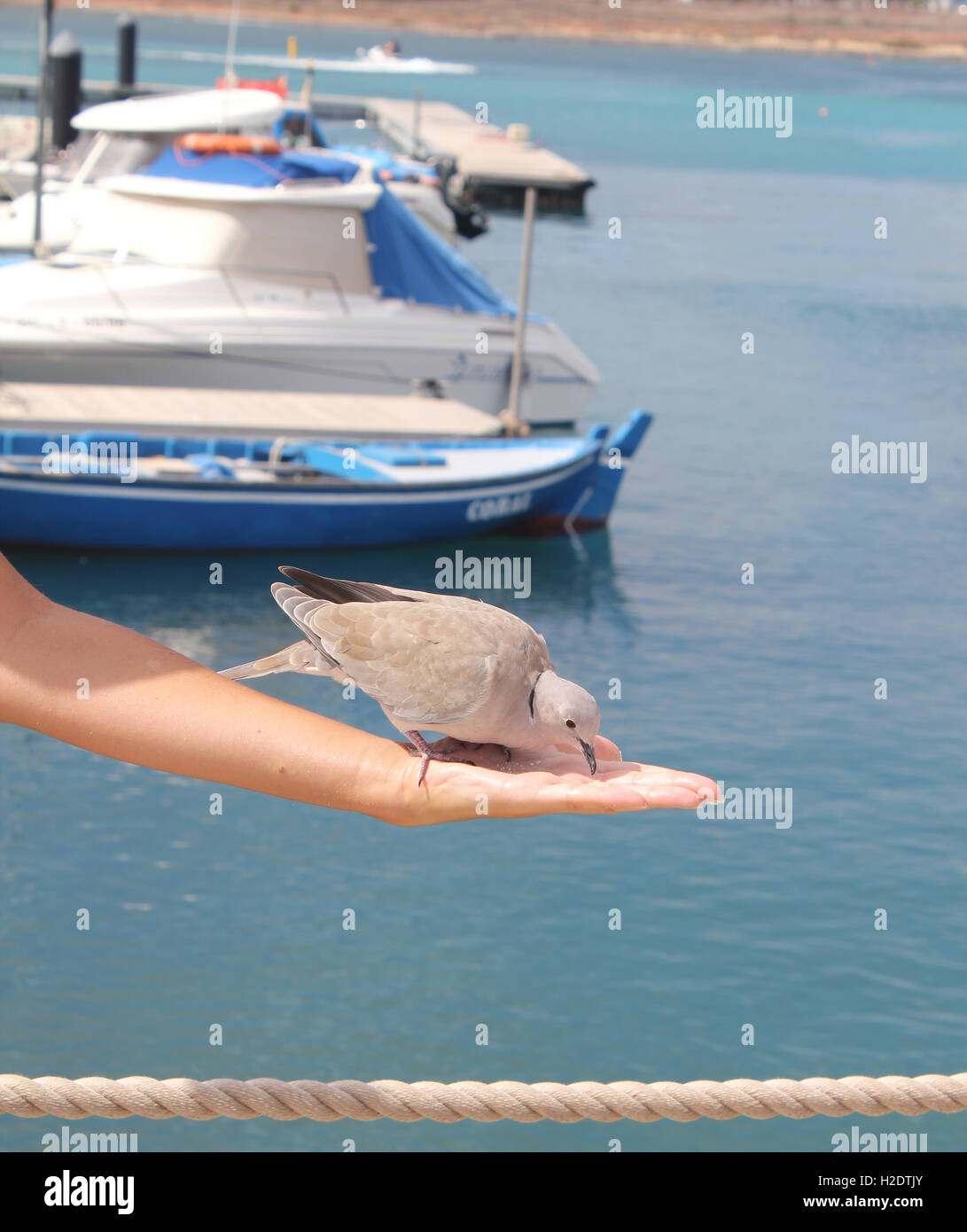 Feeding the dove from hand Stock Photo - Alamy