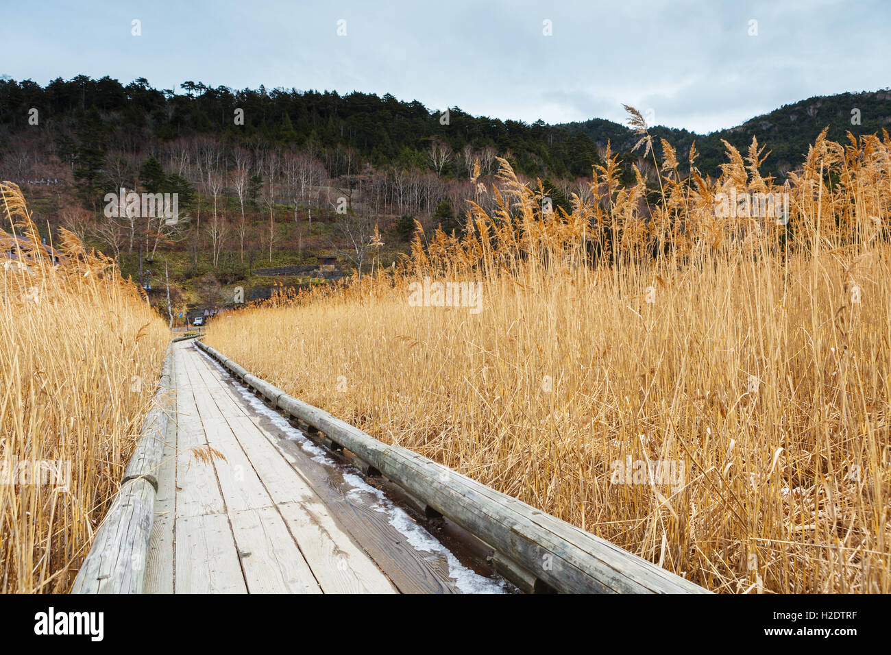 Wooden path in the forest Stock Photo - Alamy