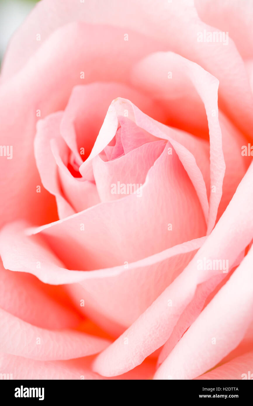 Pink Rose texture close up Stock Photo - Alamy